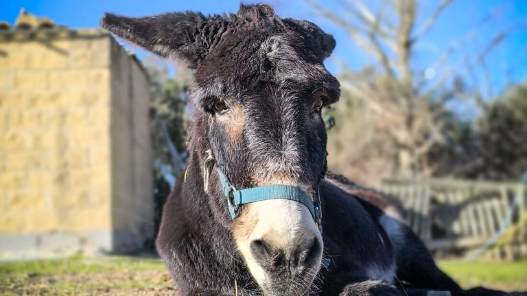 Salvando Peludos | Protectora y Santuario de animales